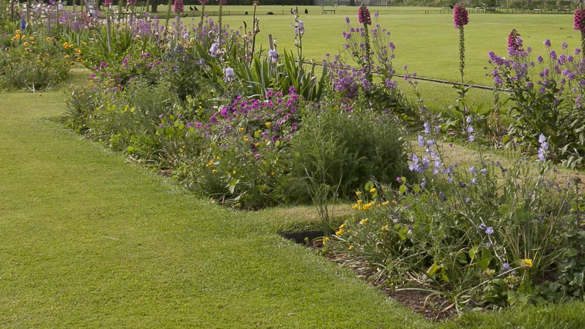 Strong creeping red fescue: Turfgrass List, your online database for ...